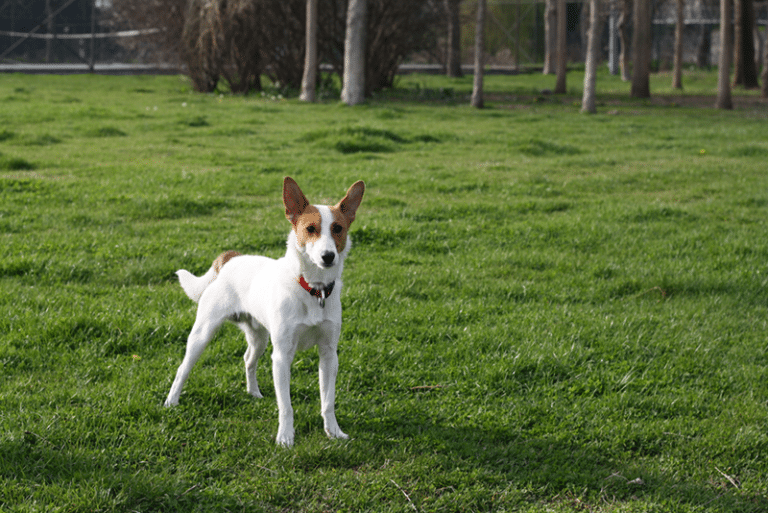 Miniature Fox Terrier: Dog Breed Info, Pictures, Traits & Care – Dogster