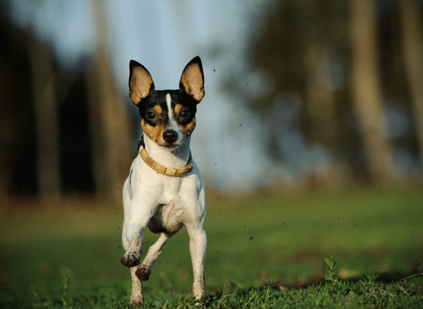 Miniature Fox Terrier Dog Breed: Info, Pictures, Traits & Care – Dogster