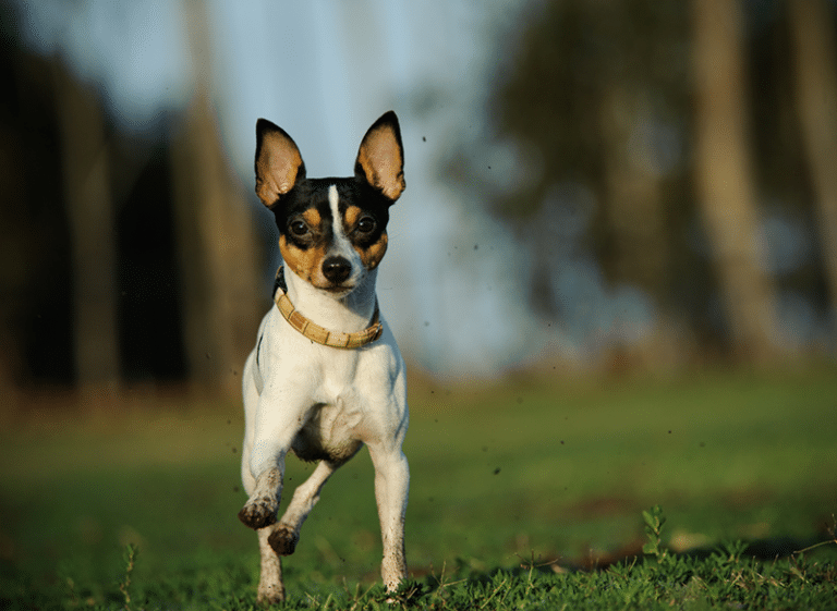 Miniature Fox Terrier Dog Breed: Info, Pictures, Traits & Care – Dogster