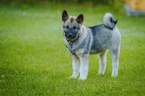 Norwegian Elkhound Dog Breed: Info, Pictures, Traits & Care – Dogster