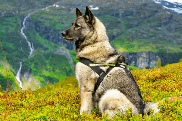Norwegian Elkhound Dog Breed: Info, Pictures, Traits & Care – Dogster