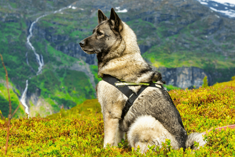 Norwegian Elkhound Dog Breed: Info, Pictures, Traits & Care – Dogster