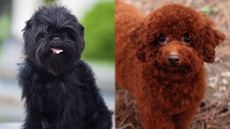 Dog Breeds – Dogster