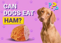 Can Dogs Eat Ham? Vet-Approved Facts & FAQ – Dogster