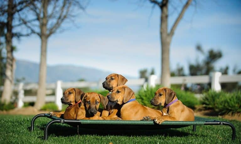 Rhodesian Ridgeback Dog Breed: Info, Pictures, Origin & More – Dogster