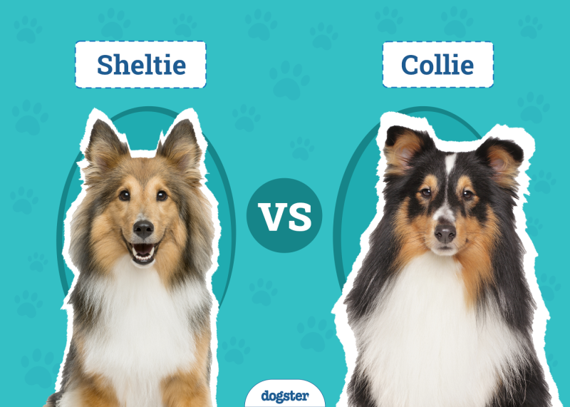 Sheltie vs Collie: Differences Explained (With Pictures) – Dogster
