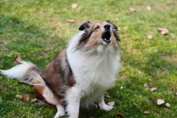 Alpha Dog Training: 11 Vet-Approved Tips – Dogster