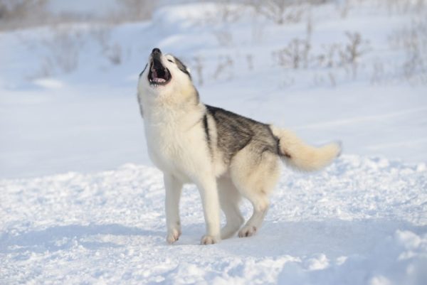 20 Dog Breeds That Howl: Pictures, Facts & History – Dogster