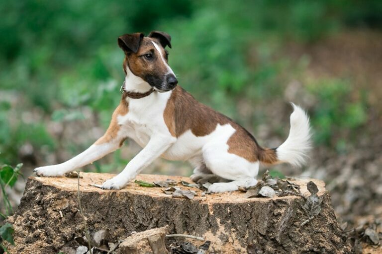 Smooth Fox Terrier Dog Breed: Info, Pictures, Care & More – Dogster