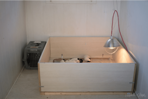 7 DIY Whelping Box Plans You Can Make at Home – Dogster