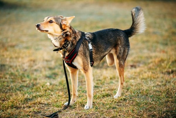 How to Care for a Tripod Dog: 10 Vet-Approved Recovery & Exercise Tips ...