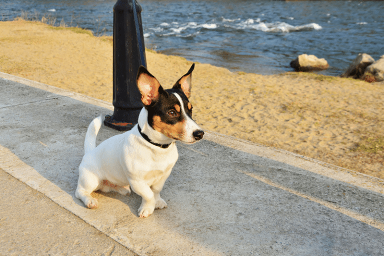 Miniature Fox Terrier: Dog Breed Info, Pictures, Traits & Care – Dogster