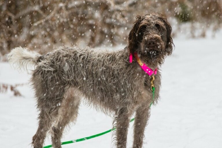 Wirehaired Pointing Griffon: Dog Breed Info, Pictures, Traits & Care ...