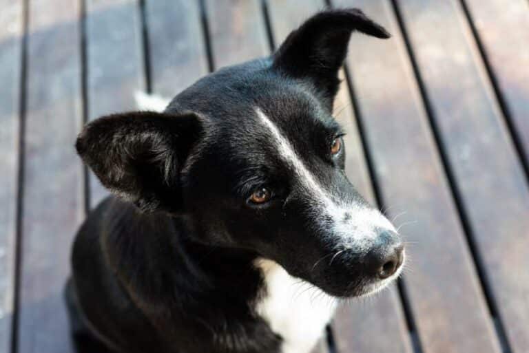 McNab Dog: Breed Info, Pictures, Facts & Traits – Dogster