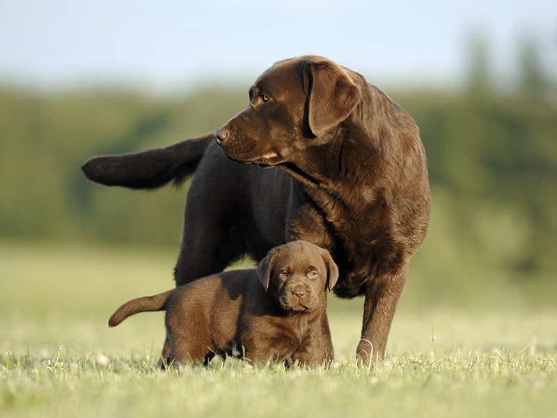 Chocolate Labrador: Info, Pictures, History & More – Dogster