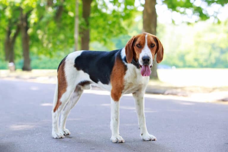How Many Legs Does a Dog Have? Canine Anatomy Explained – Dogster