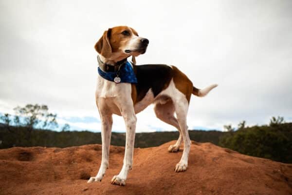 American Foxhound Dog Breed: Info, Pictures, Facts, Traits & More – Dogster