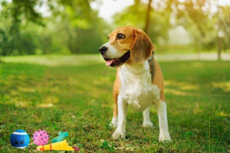 American Foxhound Dog Breed: Info, Pictures, Facts, Traits & More – Dogster