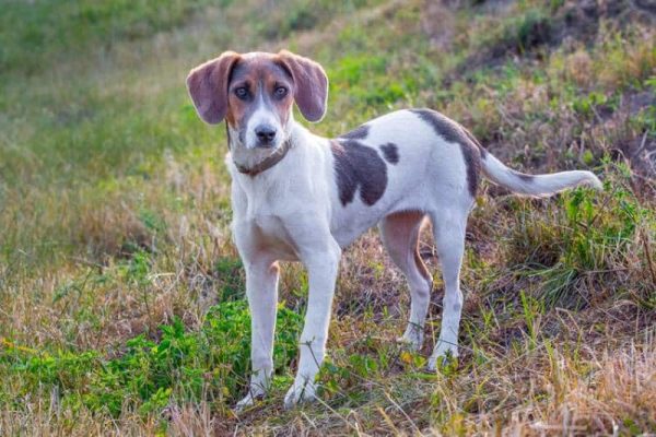 Estonian Hound: Dog Breed Info, Pictures, Traits, & Care – Dogster
