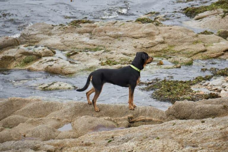 Beauceron Dog Breed: Info, Pictures, Facts, & Traits – Dogster