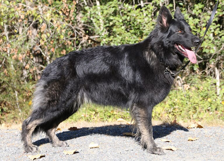 Shiloh Shepherd Dog Breed: Info, Pictures, Facts & Traits – Dogster