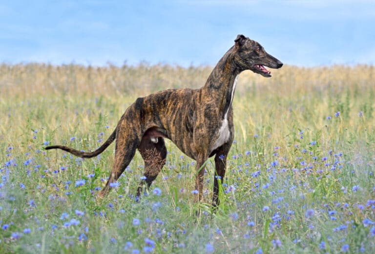 Greyhound Dog: Breed Info, Pictures, Traits & Care – Dogster