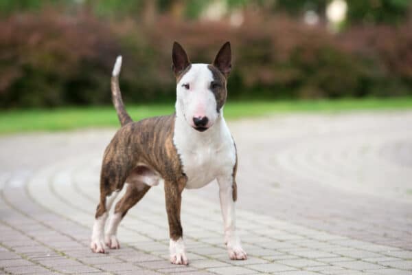 Bull Terrier Dog Breed: Info, Pictures, Facts, Traits & History – Dogster