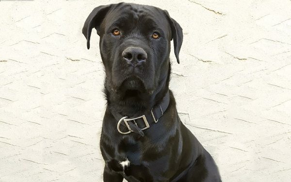 Presa Canario Dog Breed: Info, Pictures, Care & More – Dogster