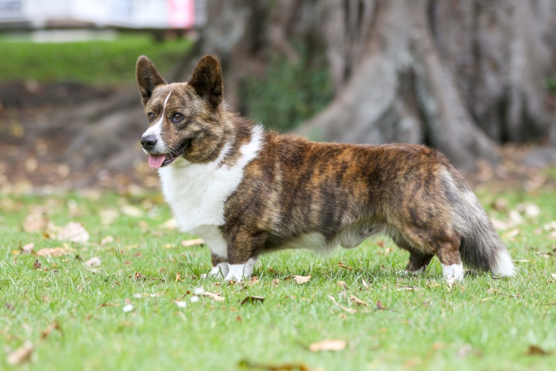 24 Herding Dog Breeds: Info, Pictures, History & Traits – Dogster