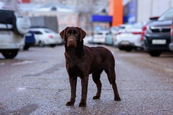 10 Military Dog Breeds: Info, Pictures & History – Dogster