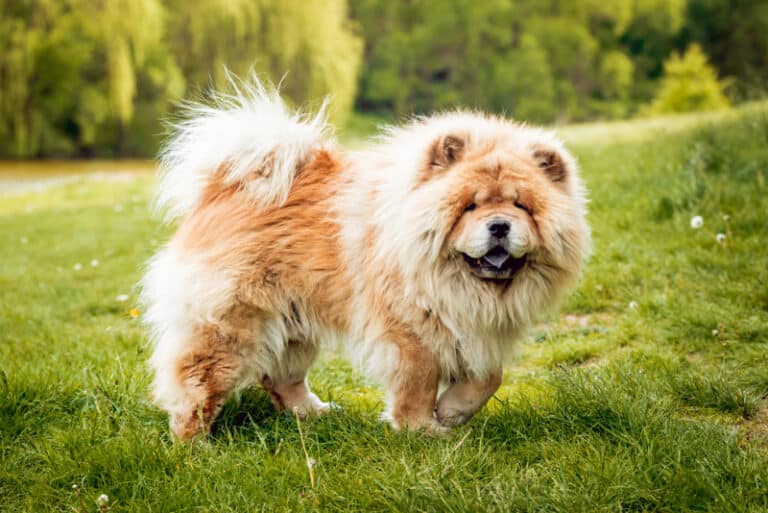 Chow Chow Dog Breed: Info, Pictures, Care & More – Dogster