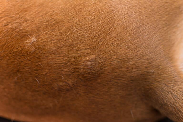 What Is This Lump On My Dog's Stomach? 6 Vet Reviewed Causes & Advice ...