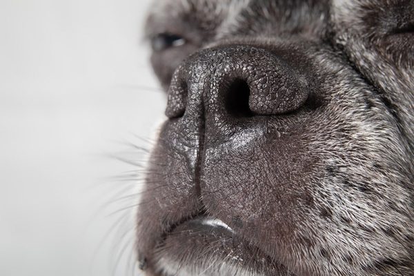Why Do Dogs Sneeze? 8 Vet-Reviewed Causes – Dogster