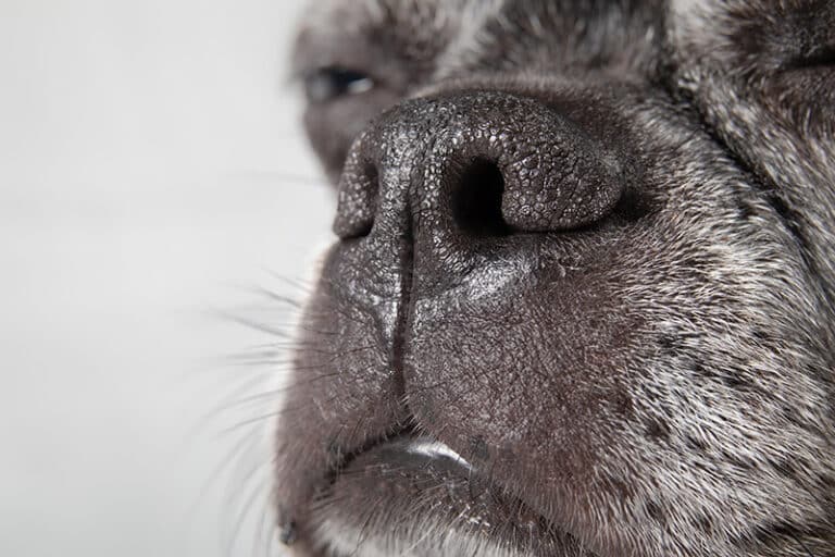 Why Do Dogs Sneeze? 8 Vet-Reviewed Causes – Dogster