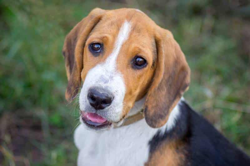 Estonian Hound: Dog Breed Info, Pictures, Traits, & Care – Dogster