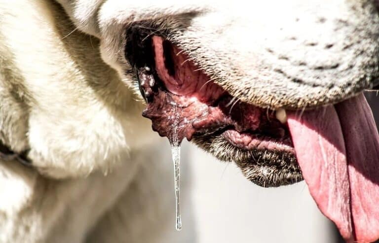 My Dog Is Drooling a Lot: When to Be Concerned (Vet Answer) – Dogster