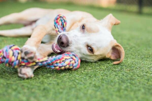 8 Brain Games for Dogs: Vet-Approved Fun & Stimulating Activities – Dogster