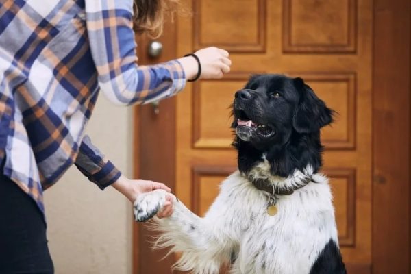 How to Teach a Dog to Shake In 10 Steps (Vet Reviewed) – Dogster