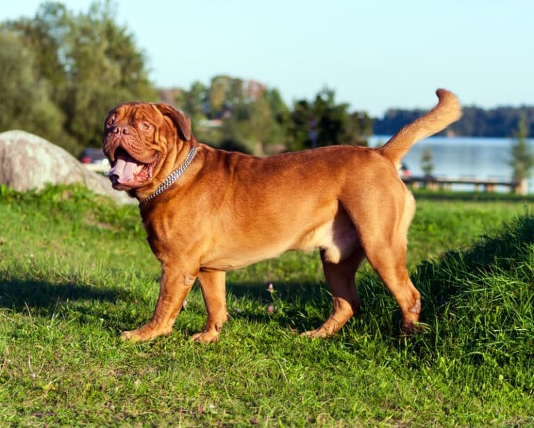 What Kind of Dog Is Hooch? Turner & Hooch in Real Life – Dogster