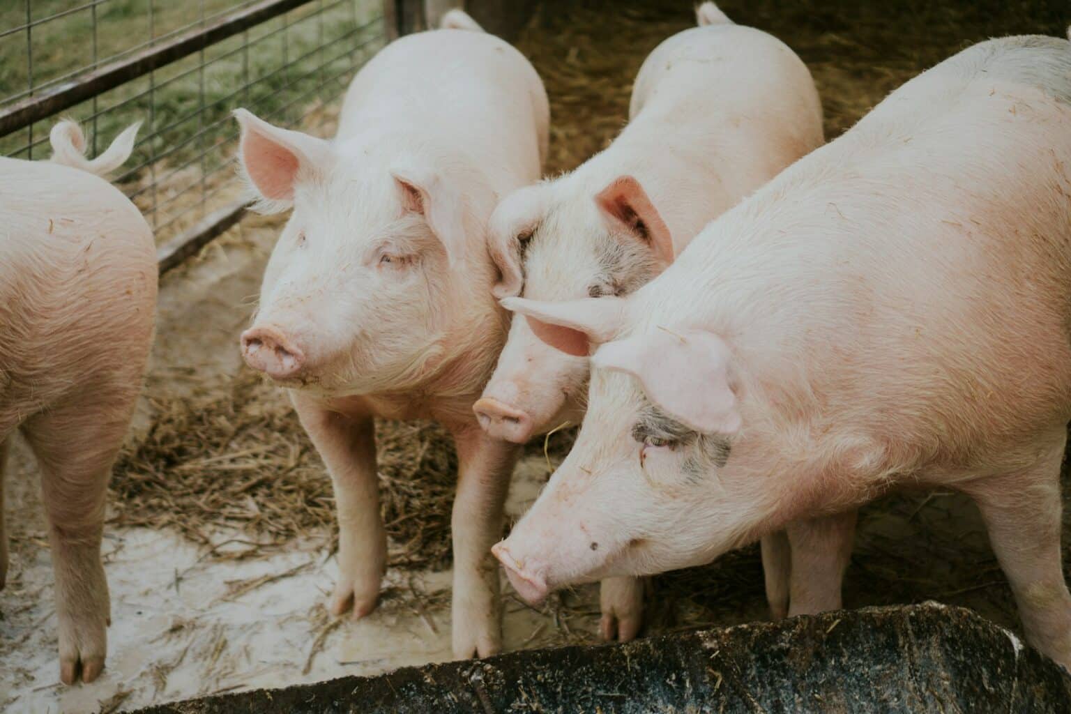 Are Pigs Smarter Than Dogs? Vet-Reviewed Intelligence Comparison – Dogster