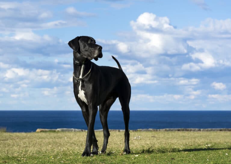 10 Interesting Great Dane Facts You Might Not Know – Dogster
