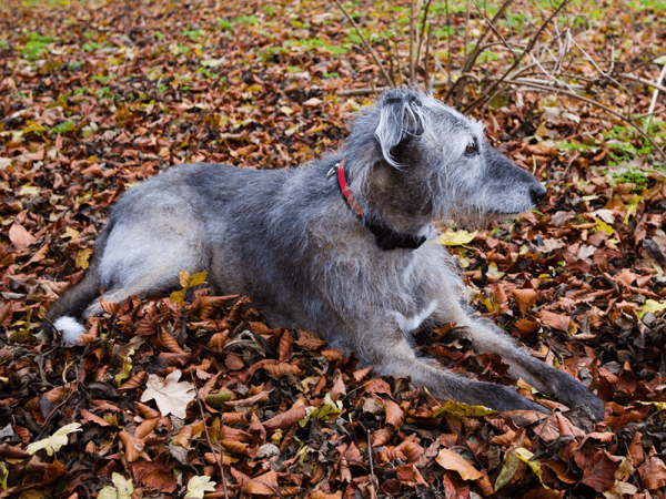 Lurcher Dog: Breed Info, Pictures, Care & Traits – Dogster