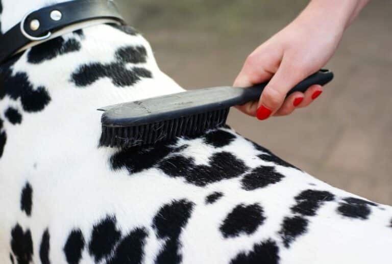 How to Clean Up Dog Hair: 11 Easy Tips – Dogster
