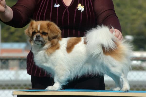 Show Dog Names: From Fancy to Bizzare – Dogster