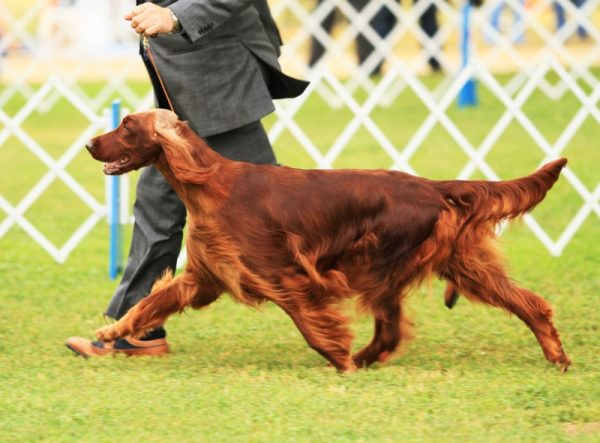 Irish Setter Dog Breed: Info, Pictures, Care & More – Dogster