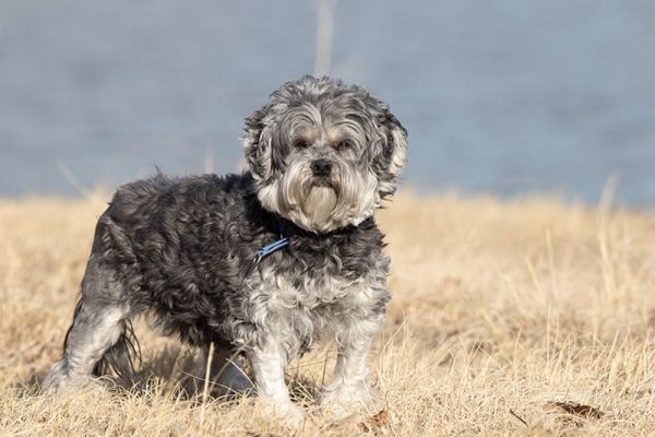 Löwchen Dog: Breed Info, Pictures, Traits & Care – Dogster