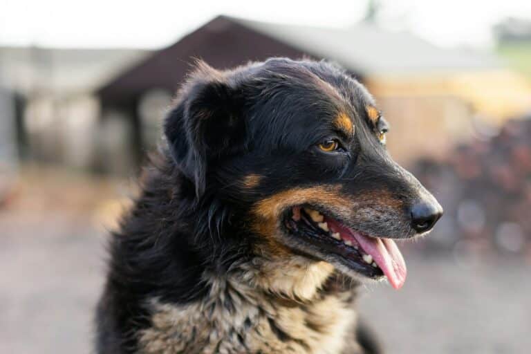 English Shepherd Dog Breed: Info, Pictures, Facts, Traits & History ...