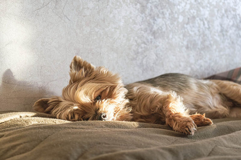 Is My Dog Dead or Unconscious? 5 Tips to Check (Vet Answer) – Dogster