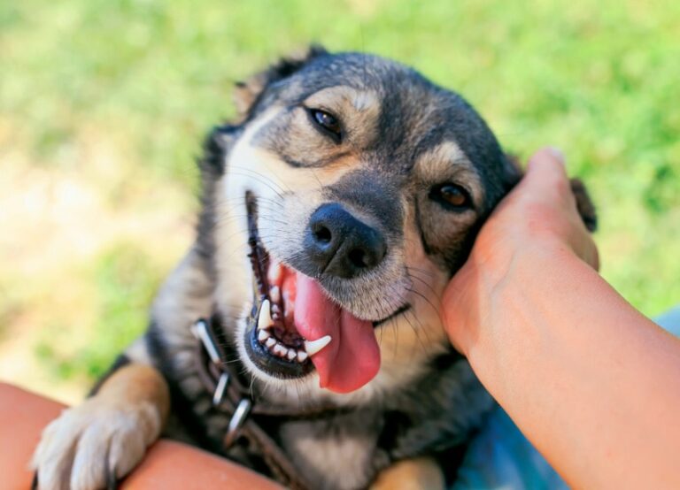 Change a Pet’s Life Day 2026: When Is It & How to Celebrate – Dogster