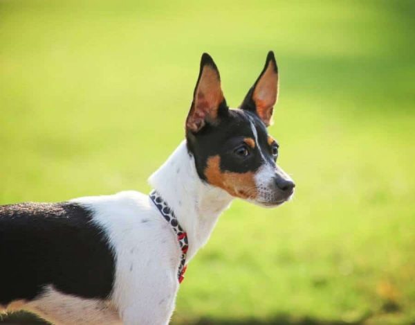 Rat Terrier: Dog Breed Info, Pictures, Care, Traits & More – Dogster